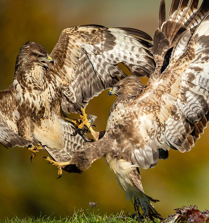 Return to the gallery