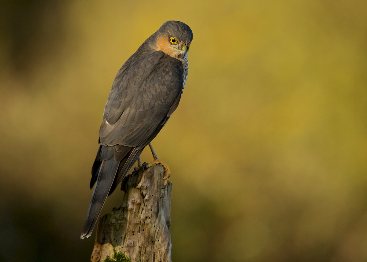 The Woodland Hide | Wildlife Photography Hides