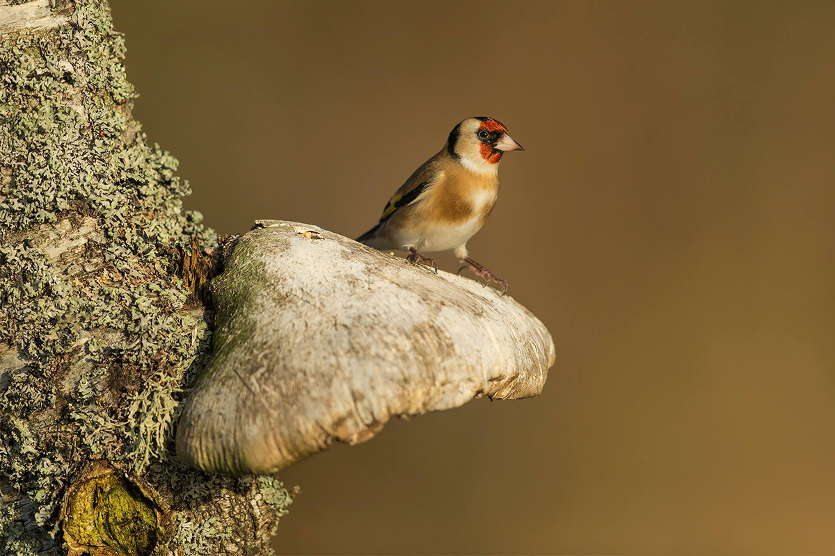 The Woodland Hide | Wildlife Photography Hides