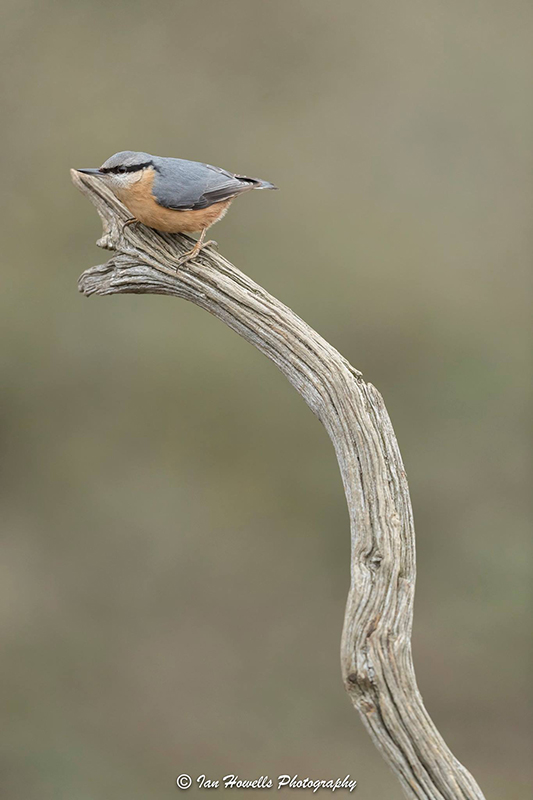 The Woodland Hide | Wildlife Photography Hides