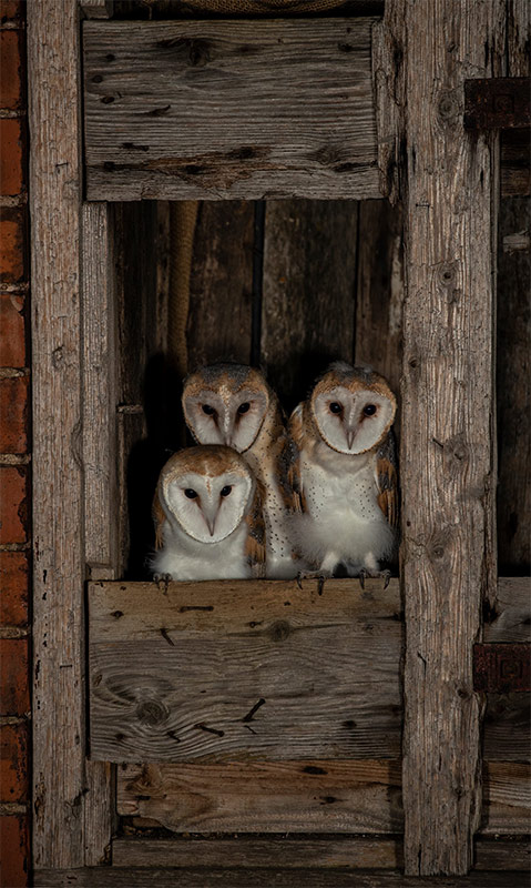 Barn Owl | Wildlife Photography Hides