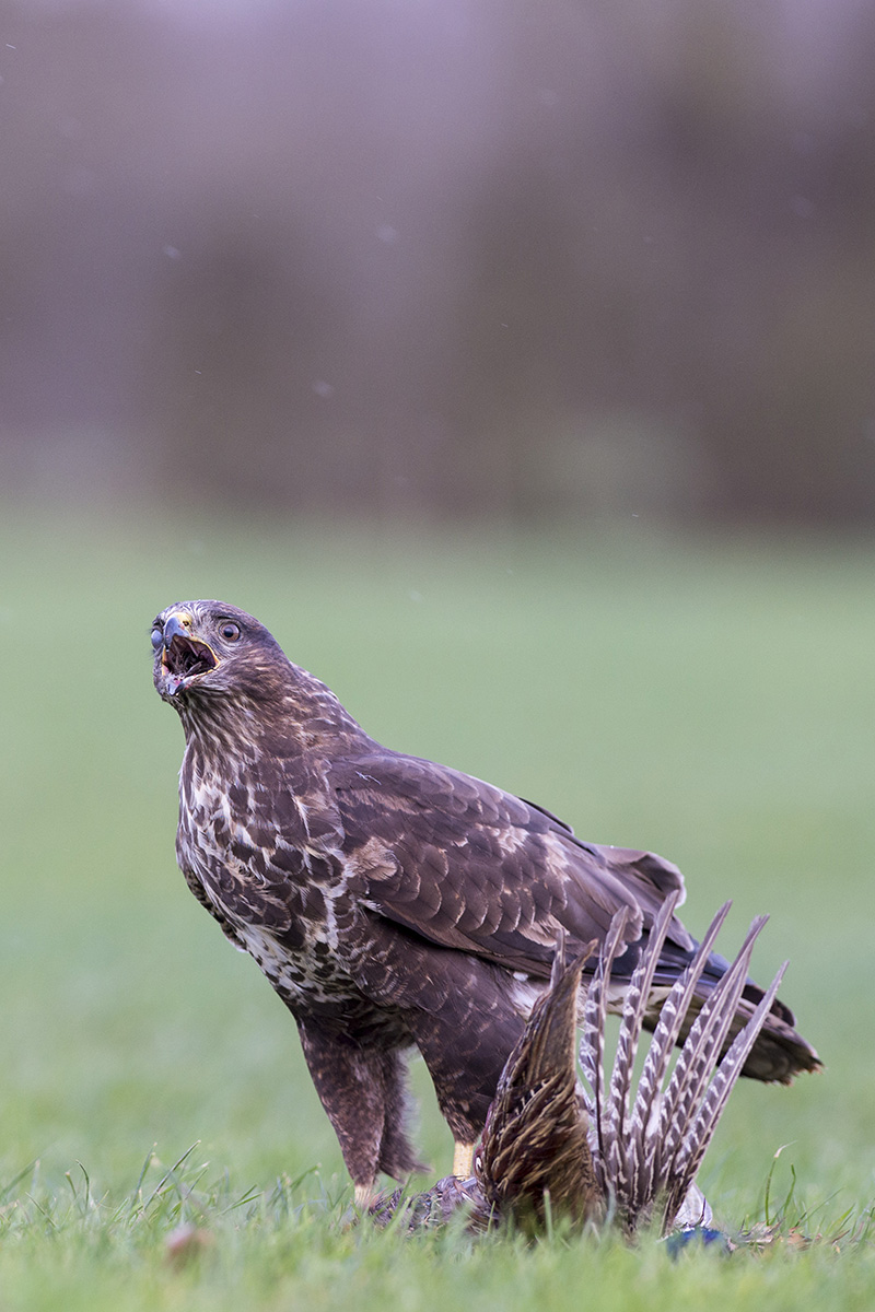Buzzard | Wildlife Photography Hides