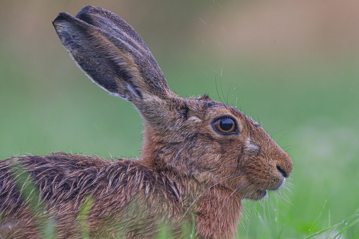 Return to the gallery